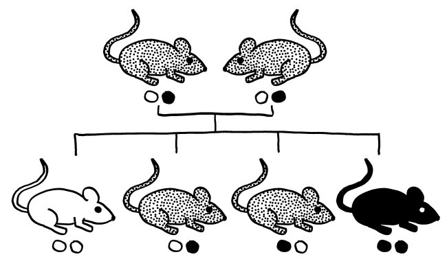 Dominante, rezessive, intermediäre und komplexe Vererbung | Friendly Fire