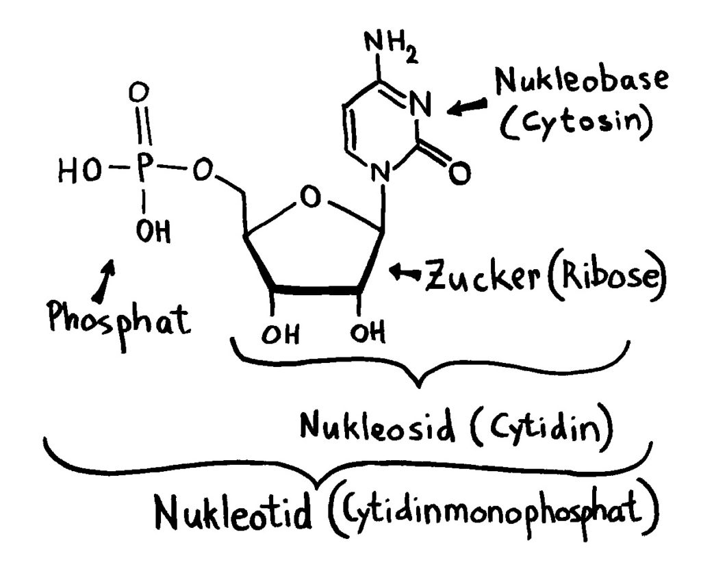 Nukleosid | Friendly Fire