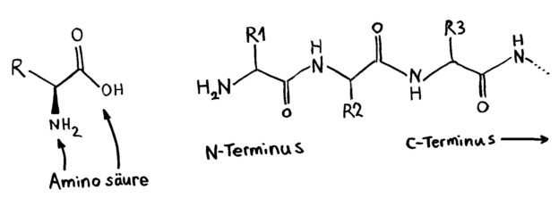 Peptid | Friendly Fire