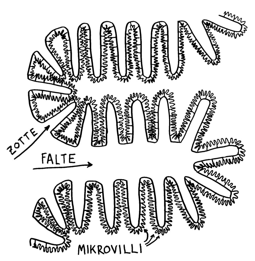 Abb. 178: Darmschleimhaut: Falten, Zotten, Mikrovilli | Friendly Fire